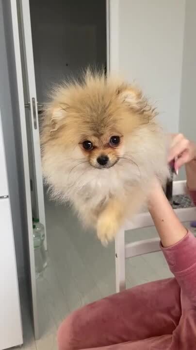 Pampered Dog Gets Fur Combed Post Bath | Jukin Licensing