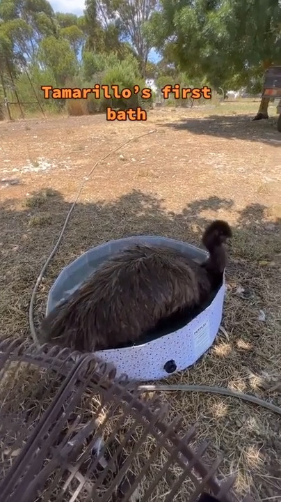 Emu Takes Bath in Kiddie Pool | Jukin Licensing