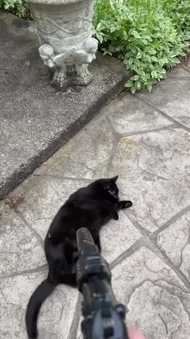 Cat Pretends to Be Shot When Owner Points and Shoots Toy Gun at Her ...