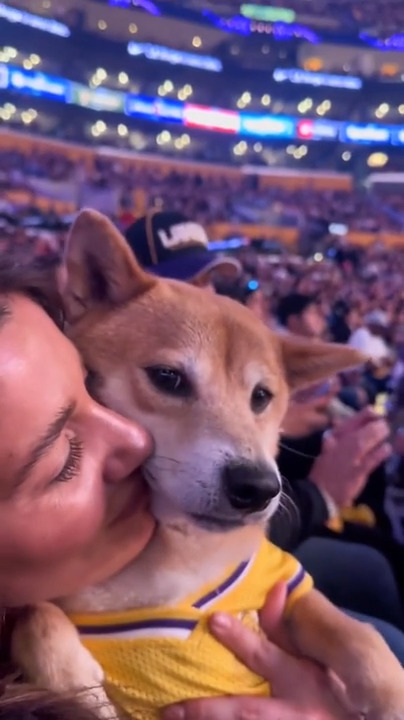 Shiba Inu Watches His Favourite Team Play Basketball | Jukin Licensing