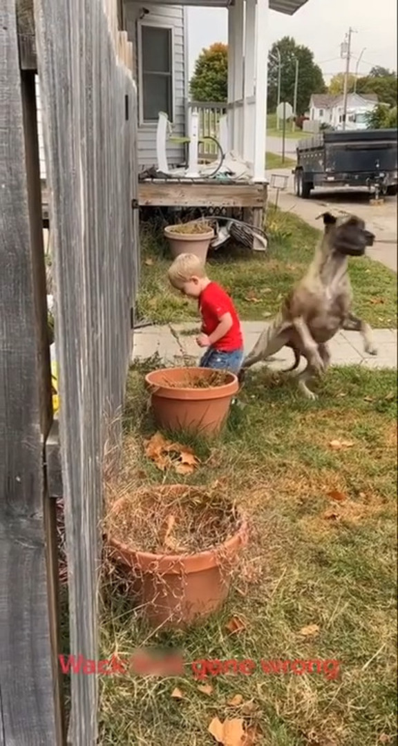 Dog Knocks Over Little Kid While Playing | Jukin Licensing