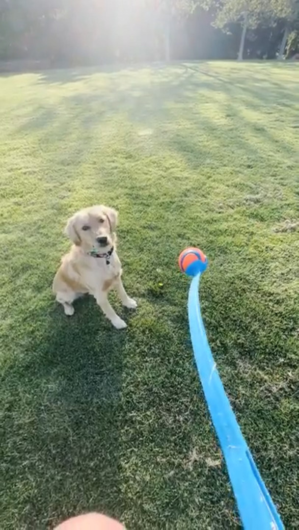 Retriever Playing Fetch With Owner Ignores Ball and Goes After Stick ...