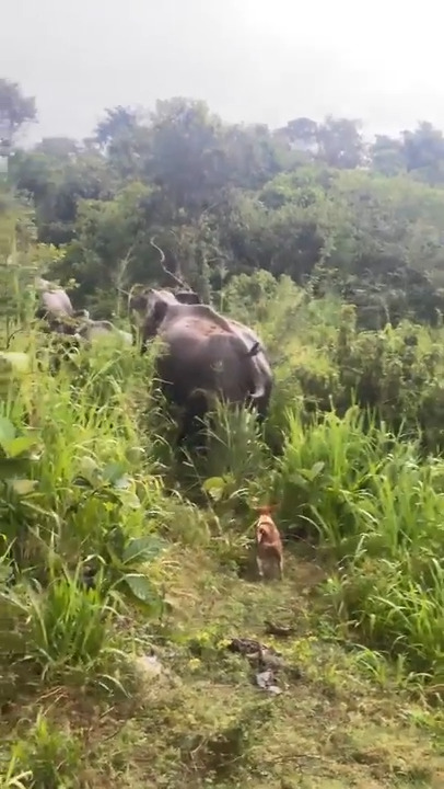Dog Makes Elephants Walk Away by Barking at Them | Jukin Licensing