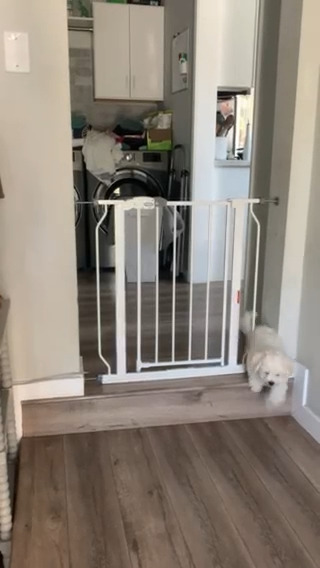 Puppy Escapes Dog Gate Barrier Through Small Gap on Side | Jukin Licensing