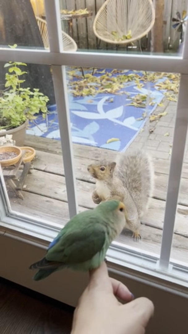 Parrot Greets Squirrel Through Glass Window | Jukin Licensing