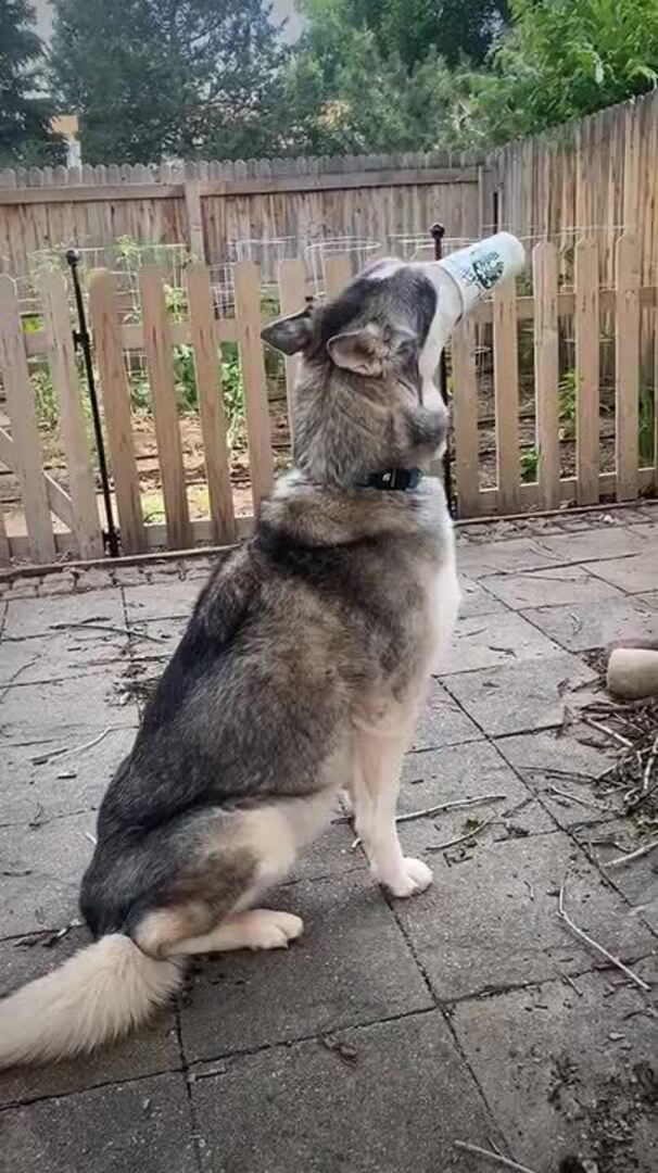 Husky Relishes Every Last Bit of Whipped Cream From Cup | Jukin Licensing