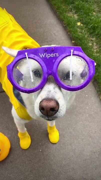 Dog Wears Raincoat and Wiper Glasses While Heading Out | Jukin Licensing