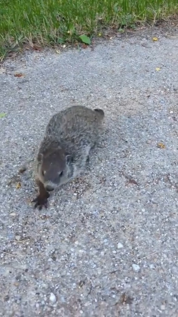 Groundhog Attacks Person as She Attempts to Get Them Off Road | Jukin ...