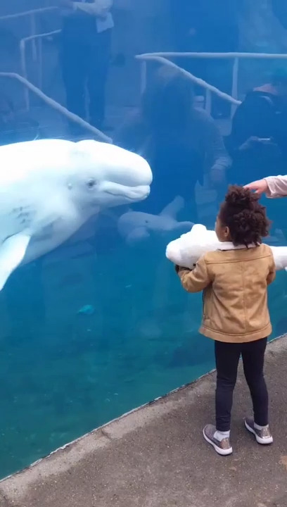 Beluga Whale Gives Hilarious Reaction on Seeing Kid Holding Stuffed ...