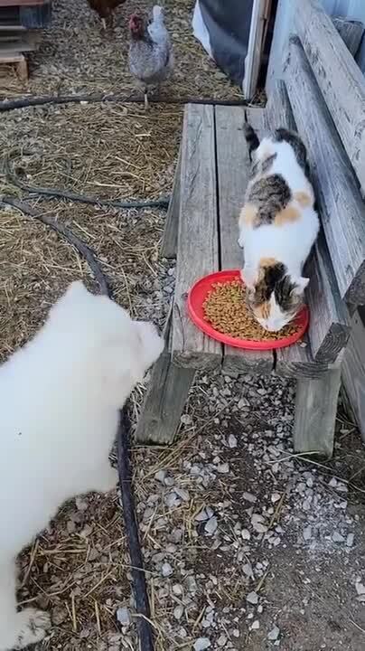 Cat Slaps Puppy as He Tries to Eat Her Food | Jukin Licensing