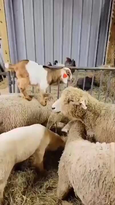 Goat Rides on Top of Sheep's Back | Jukin Licensing