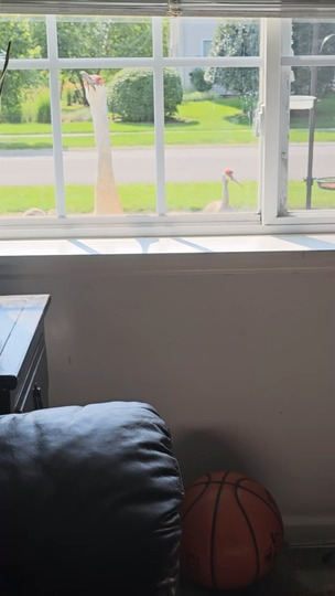 Family of Crane Birds Knock on Window and Make Noises While Eating From ...