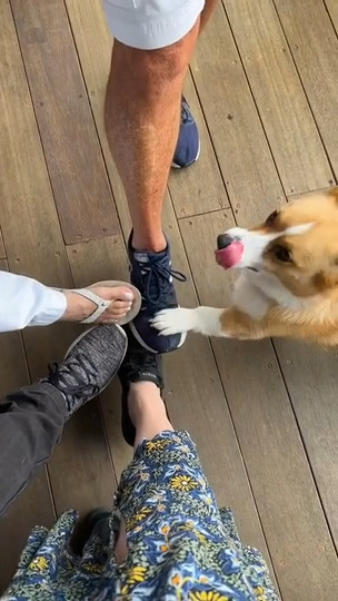 Corgi Learns New Foot Trick and Joins Paws With Humans | Jukin Licensing