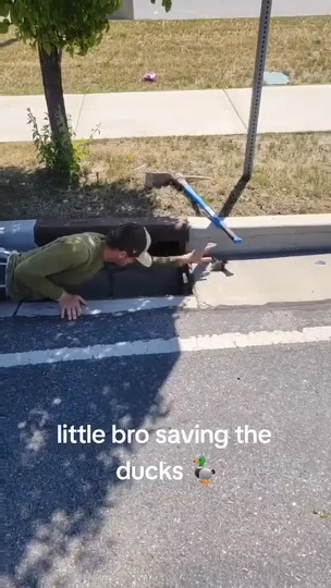 Man Rescues Ducklings Out of Storm Drain | Jukin Licensing