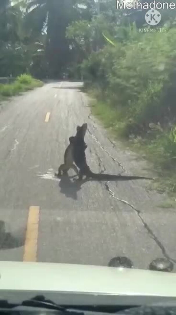 Person Driving Car Watches Lizards Fight on Road | Jukin Licensing