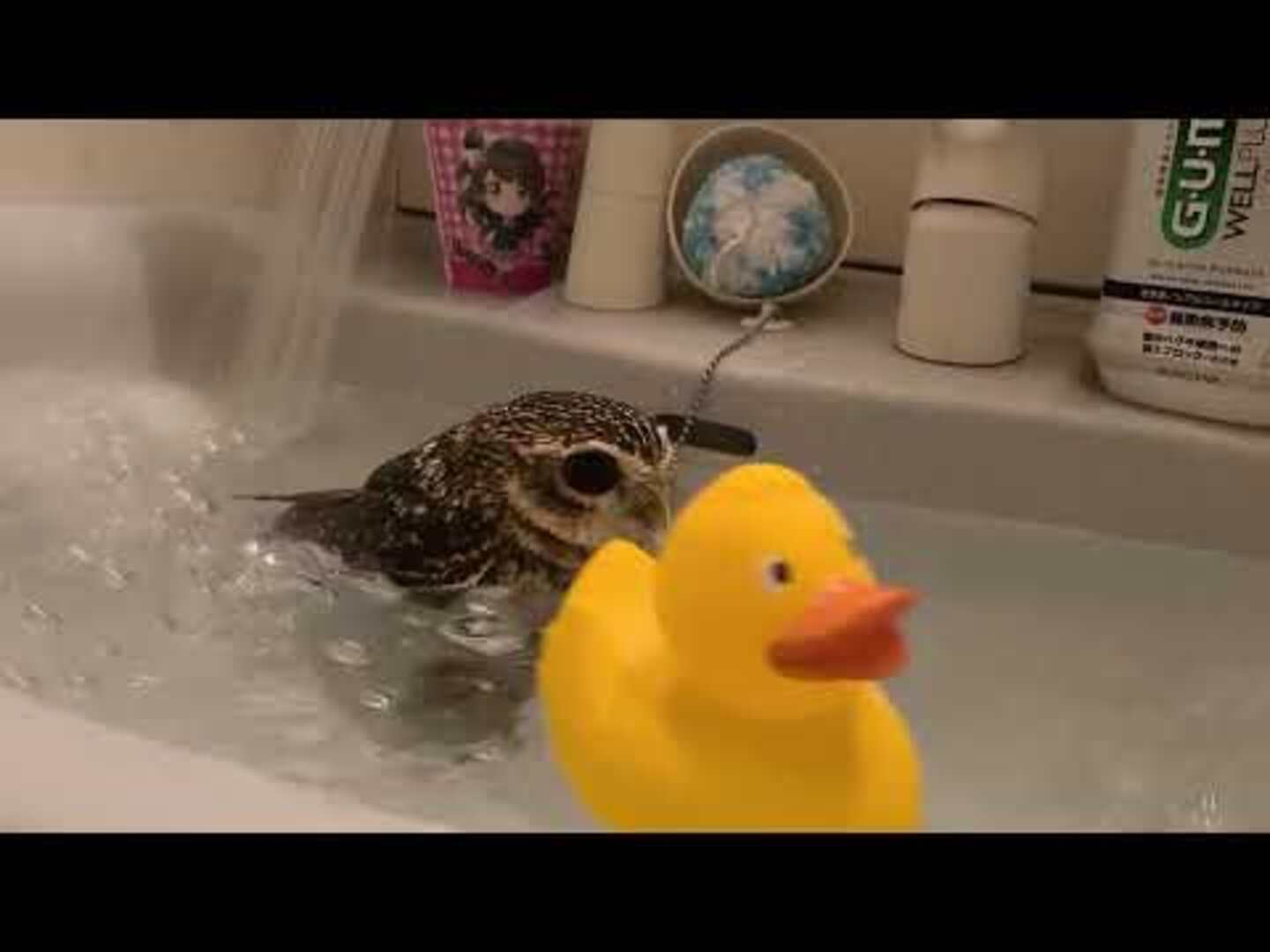 Owl Floats in Sink With Rubber Duck | Jukin Licensing