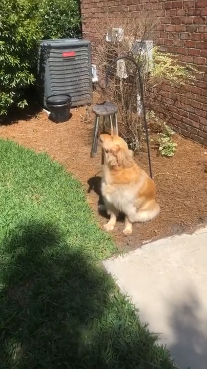 Dog Plays Chimes and Sings Heartily | Jukin Licensing