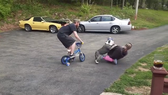 Dog Knocks Over Man Riding Toy Bike | Jukin Licensing
