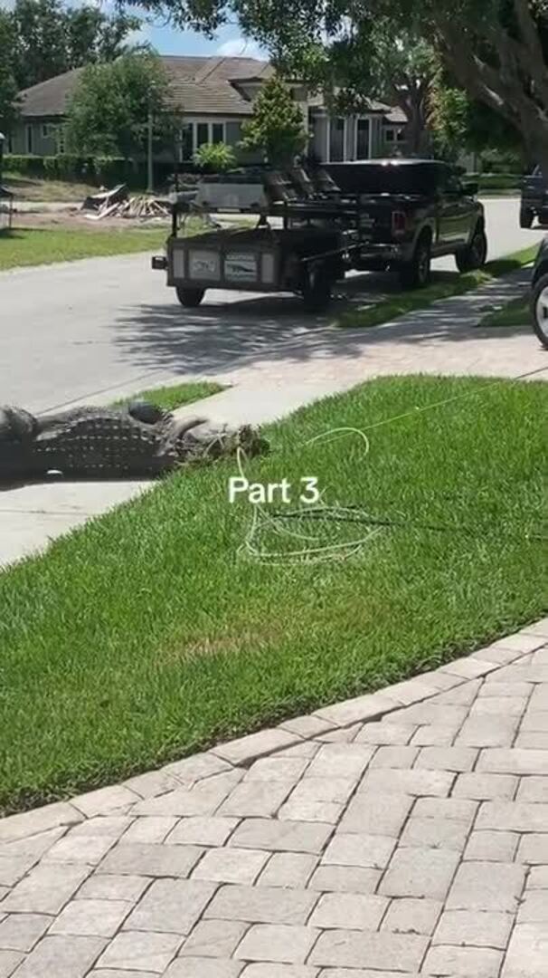 Alligator Performs Death Roll While Man Attempts to Relocate It Away ...