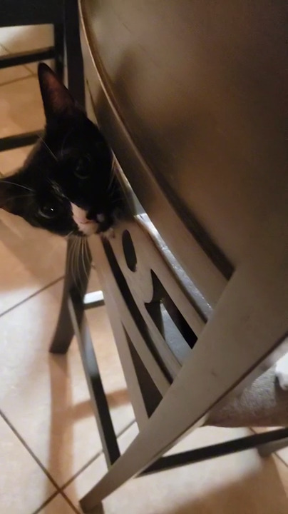 Owners Rescue Cat After Her Head Gets Stuck in Wooden Chair | Jukin ...