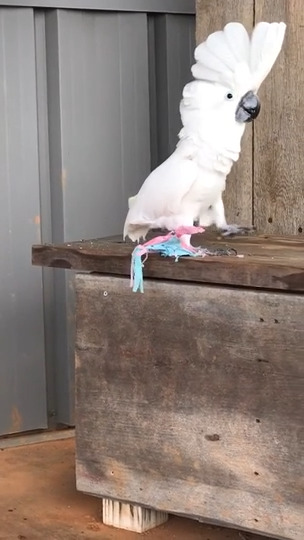 People Use Children's Toy to Make Cockatoo Laugh | Jukin Licensing