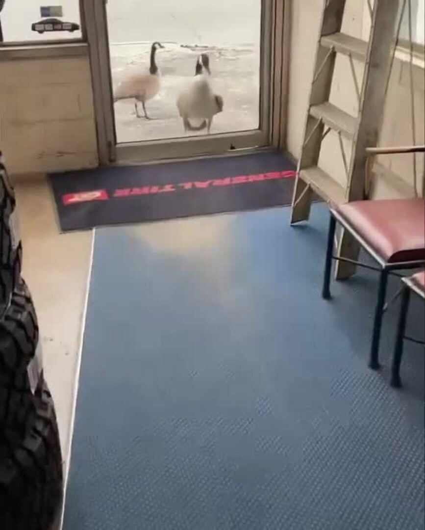 Birds Cracks Glass Window by Hitting it Hard With His Wings | Jukin ...