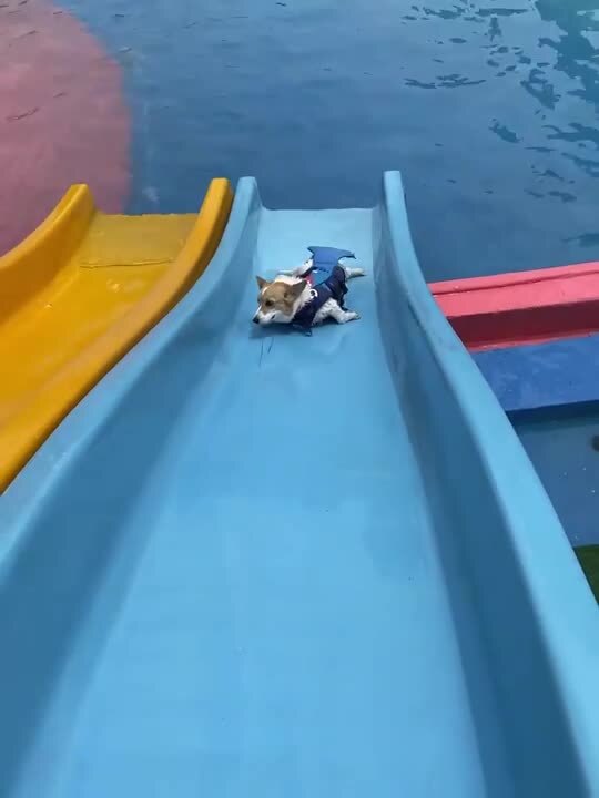 Corgi Loves Going Down Slides | Jukin Licensing
