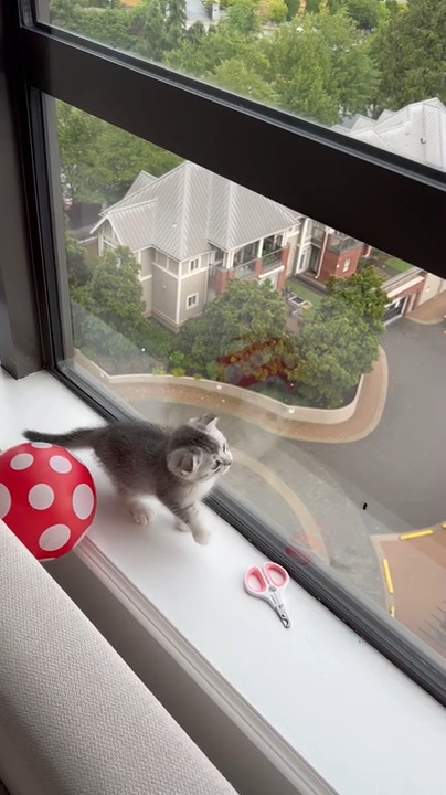 Cute Kitten Falls Off Window Sill While Catching Bug | Jukin Licensing
