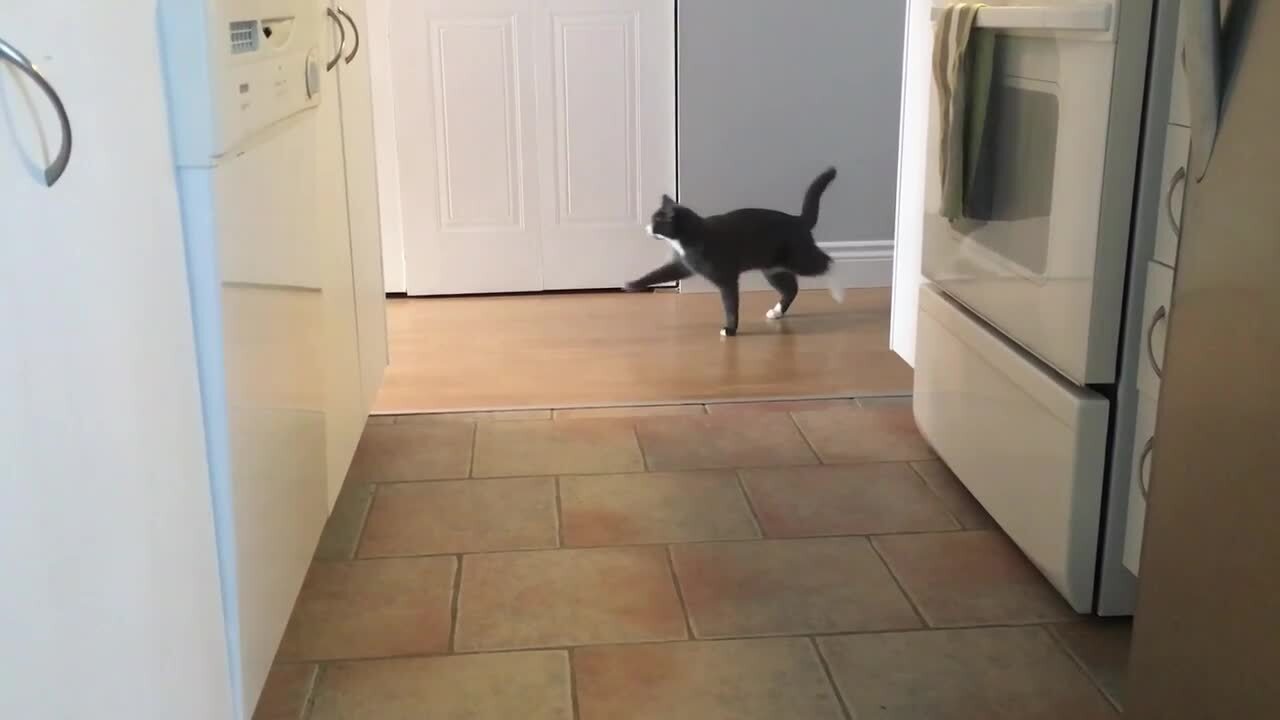 Kitty Cat Stomps Away in Lobby | Jukin Licensing