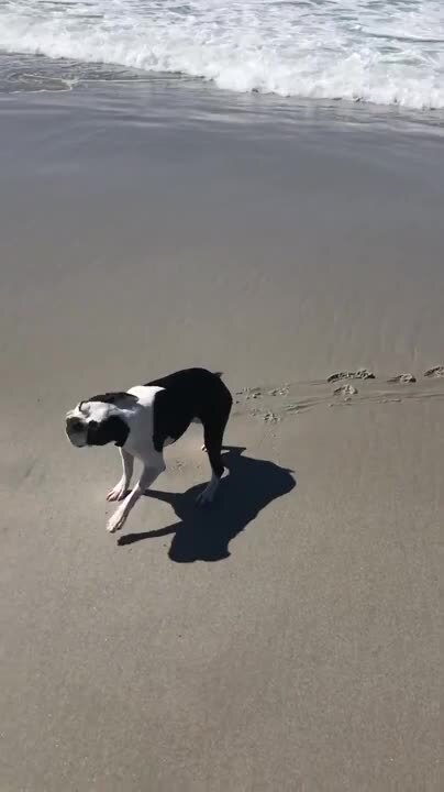 Dog Has Peculiar Way of Scratching Her Neck in Beach Sand | Jukin Licensing
