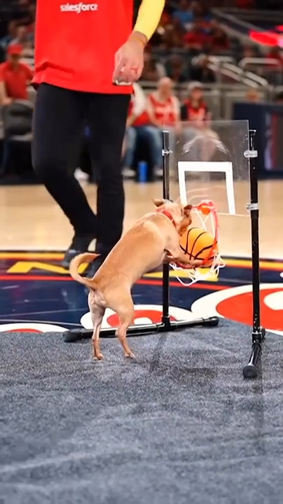 Little Dog Dunks Ball in Basket While Walking on Hind Limbs in Stadium ...
