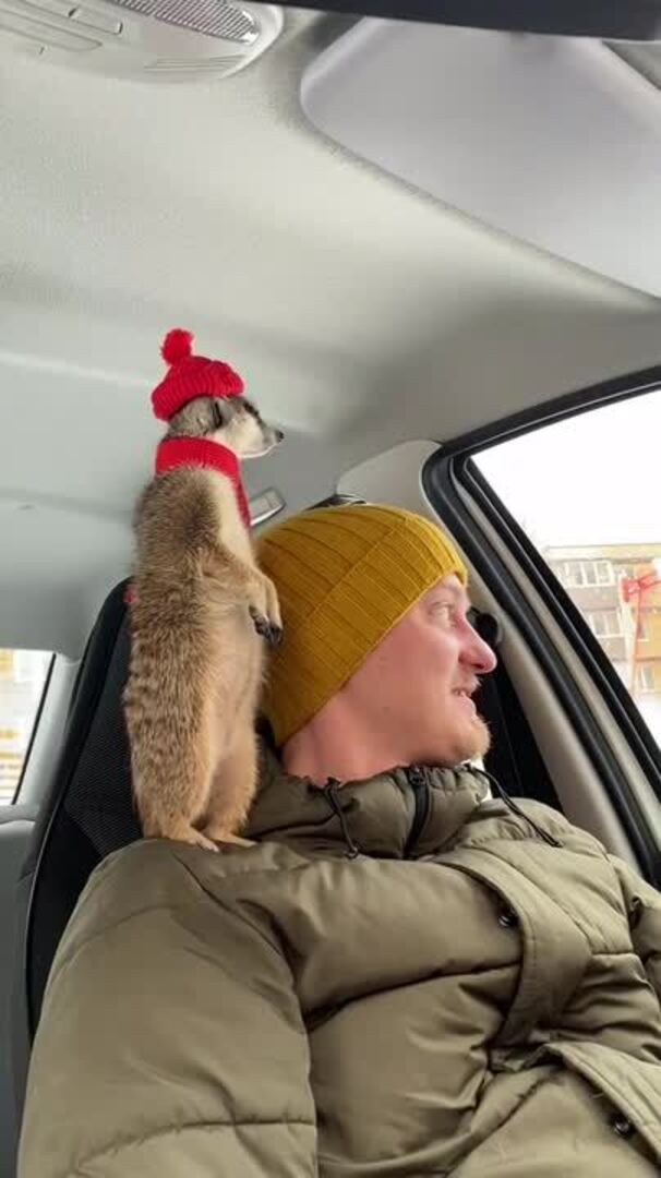 Meerkat Sits on Dad's Shoulder While Riding in Car | Jukin Licensing