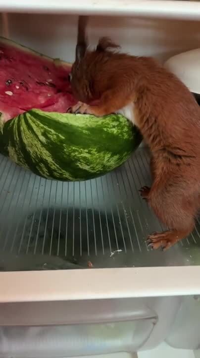Squirrel Eats Watermelon Inside Fridge to Beat Summer Heat | Jukin ...