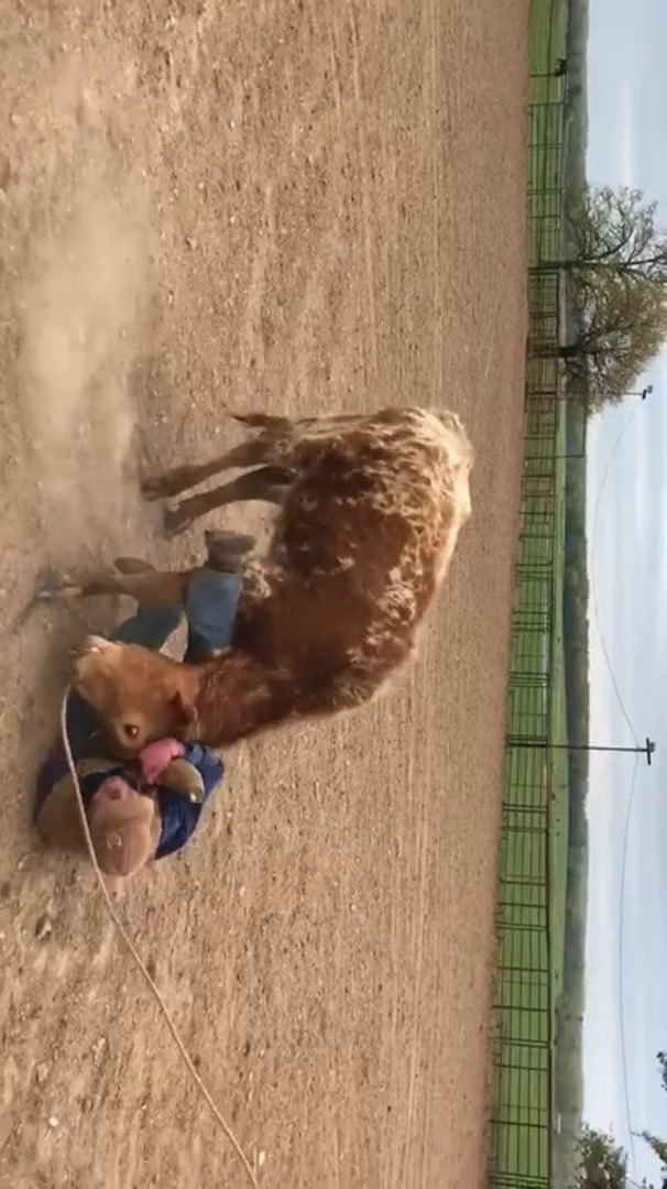 Guy Gets Hit in Crotch by Cow's Horn While Trying to Control it | Jukin ...