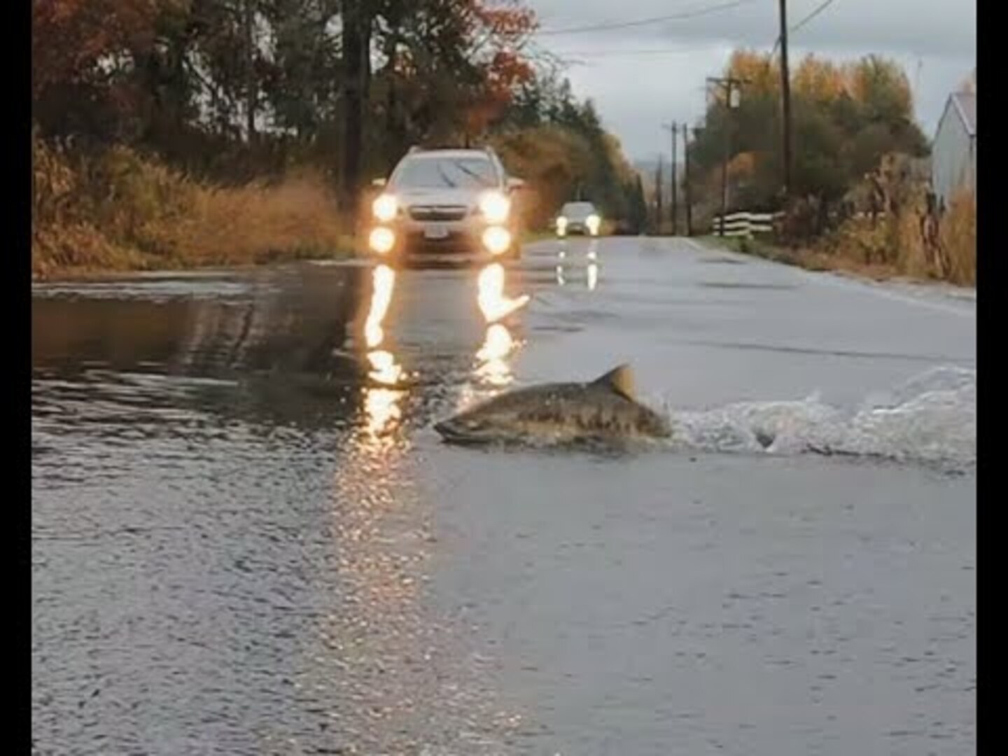 Salmon Cross Road to Get to Other Side While Cars Drive Cautiously | Jukin Licensing