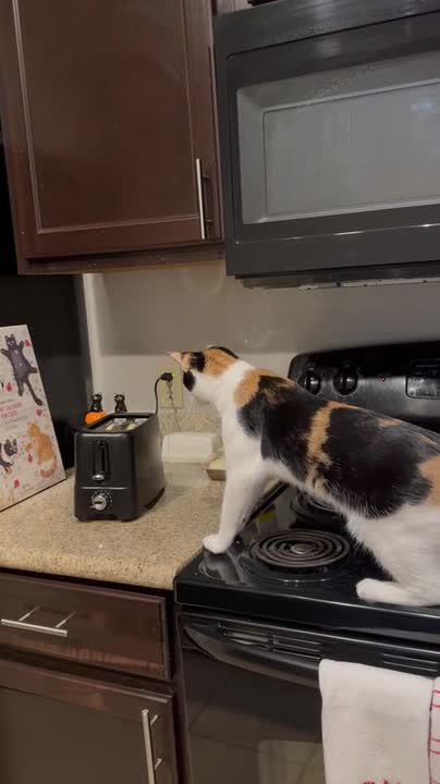 Cat Jumps Into Air as Toaster Pops Out Food | Jukin Licensing