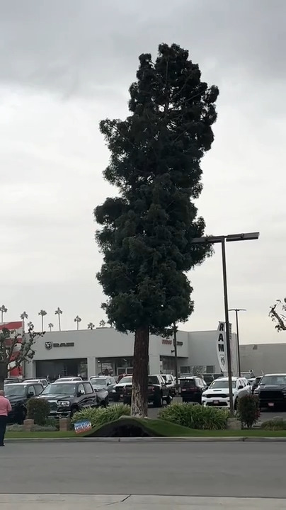 Strong Winds Uproot Tree and Drop It in Parking Lot | Jukin Licensing