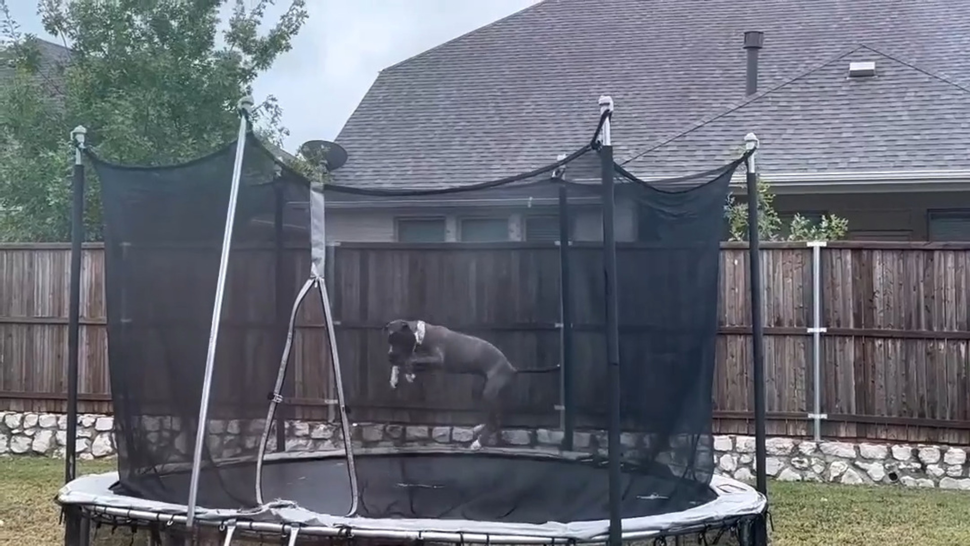 Dog Enjoys Jumping on Trampoline | Jukin Licensing