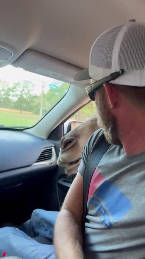 Camel Puts Head Inside Car and Steals Bag of Feed | Jukin Licensing