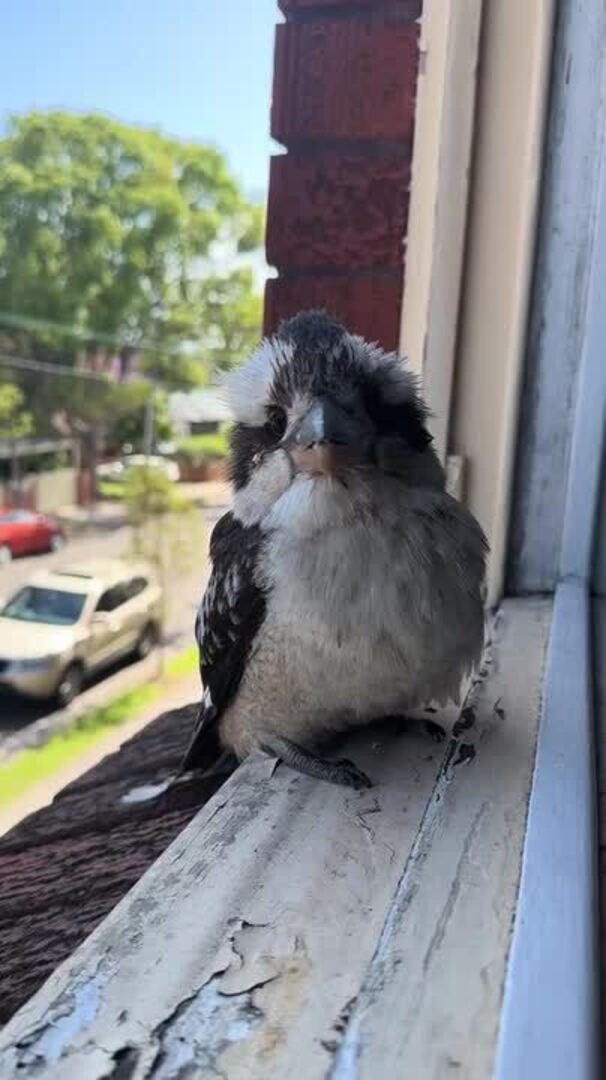 Kookaburra Knocks on Window to Get Treats | Jukin Licensing