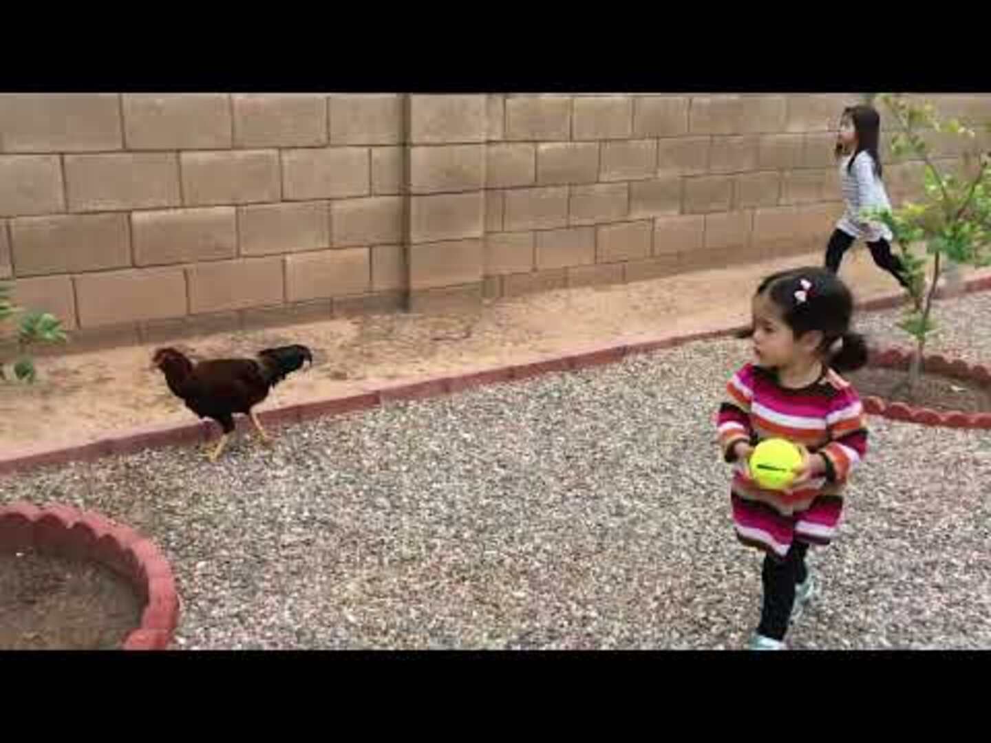 Little Girl Chases Chickens to Play With Them | Jukin Licensing