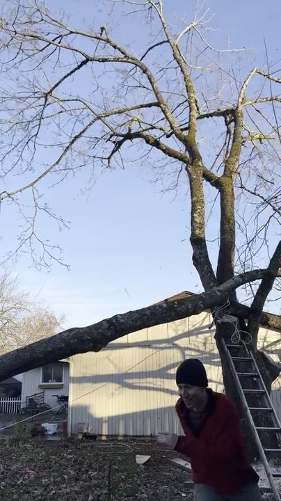 Man Cutting Down Tree Escapes in Time as It Starts Falling on Him ...