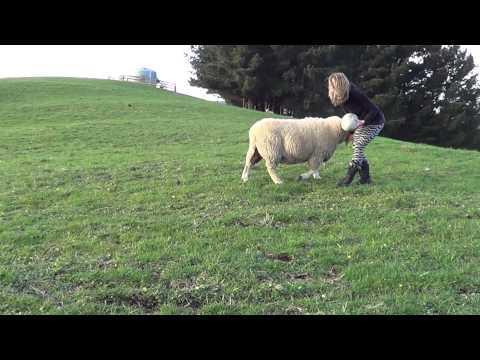 Sheep Plays Rugby With Woman | Jukin Licensing