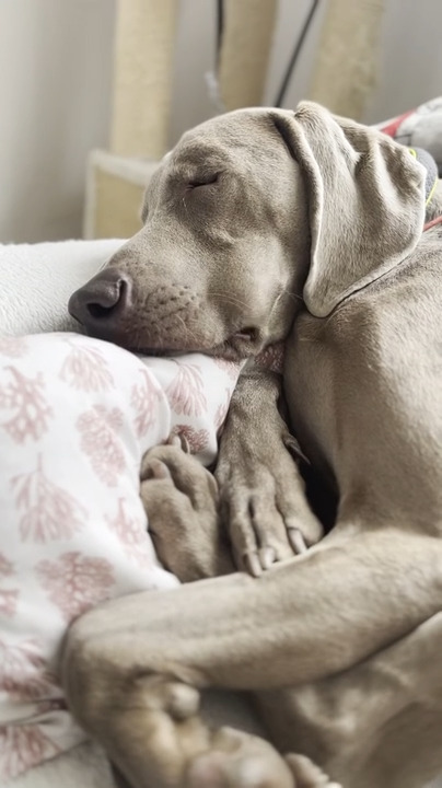 Person Watches Weimaraner Snore While Sleeping | Jukin Licensing