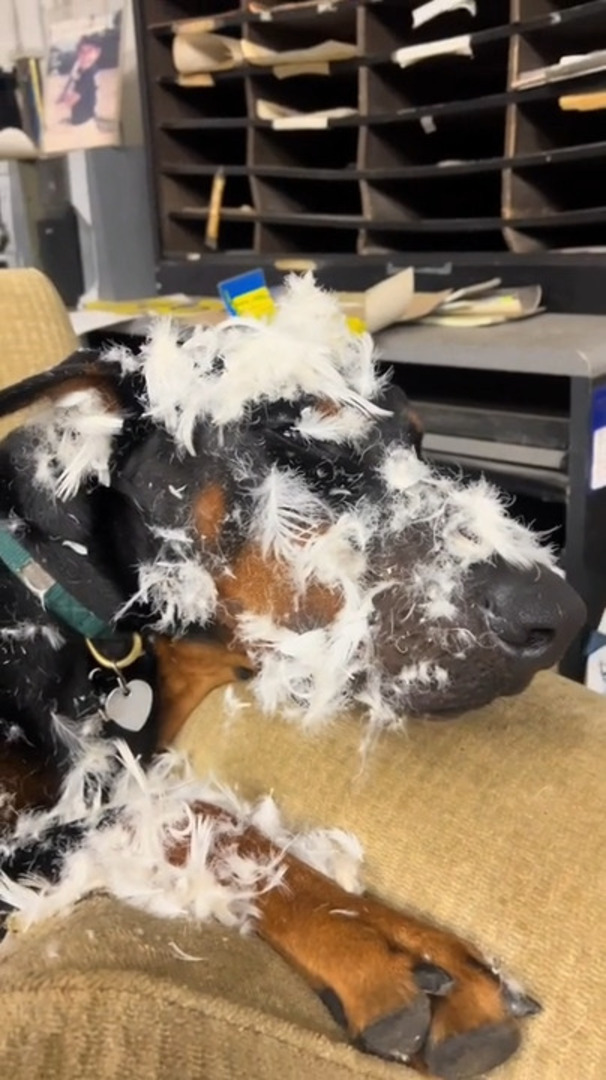 Dog Covered With Feathers Acts Innocent After Tearing Pillow | Jukin ...