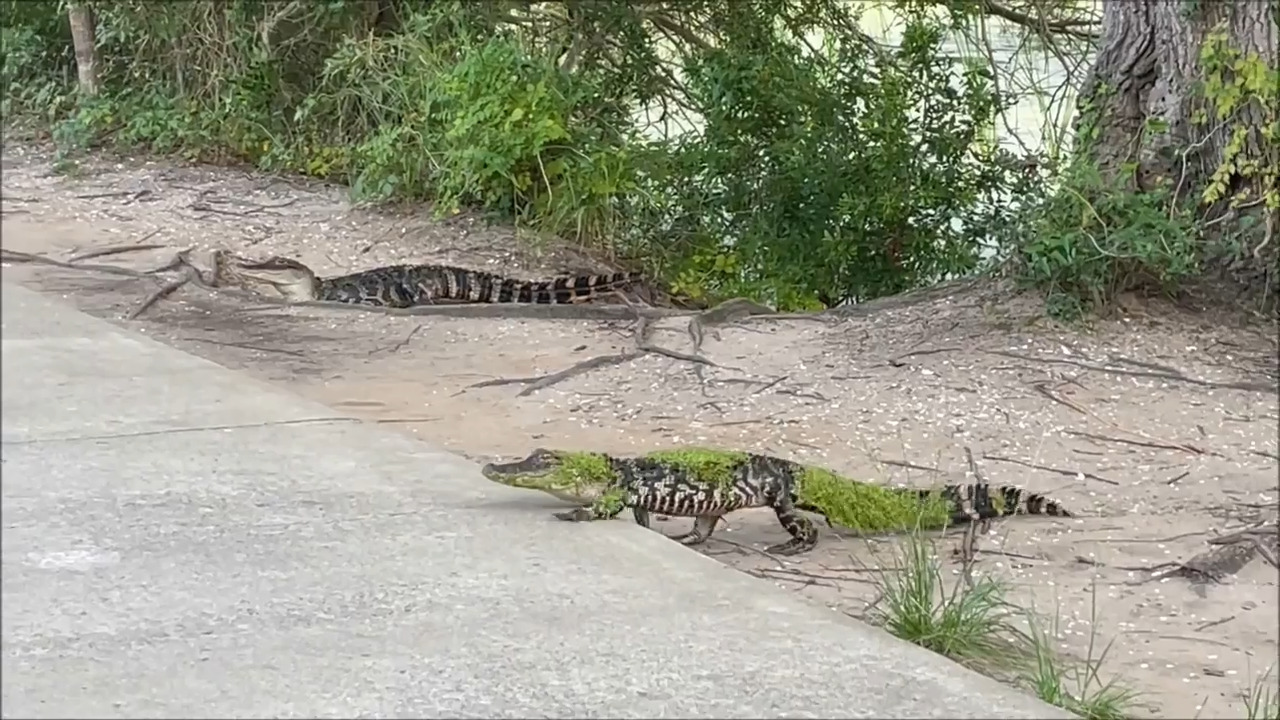 People Watch Alligators Rest and Walk Around in Alligator Alley | Jukin ...