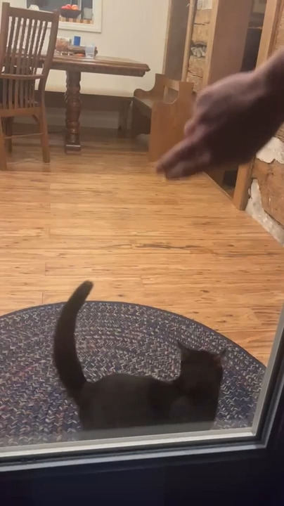 Person Plays With Cat Through Glass Door | Jukin Licensing