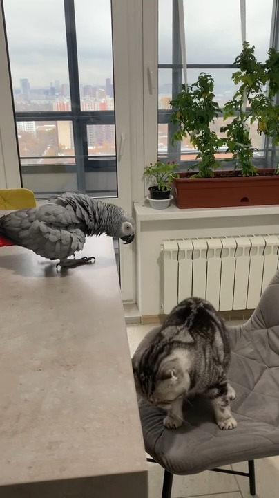 Playful Parrot Attempts Mischief With Cat Sitting on Chair | Jukin ...