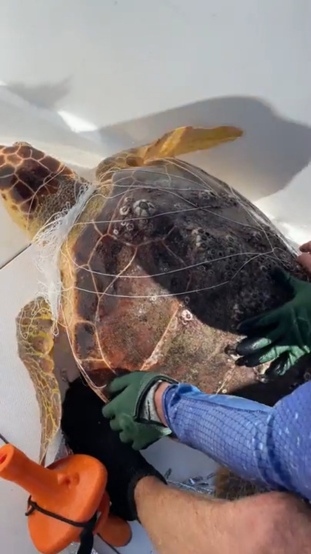 Group of People Rescue Turtle From Fishing Line | Jukin Licensing
