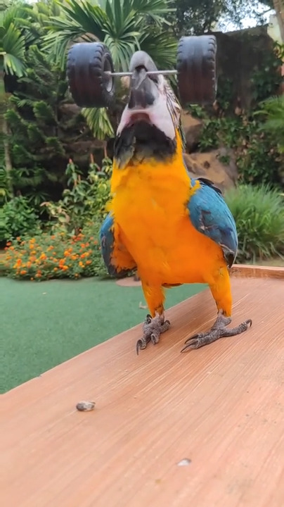 Parrot Practices Weightlifting With Toy Tires | Jukin Licensing